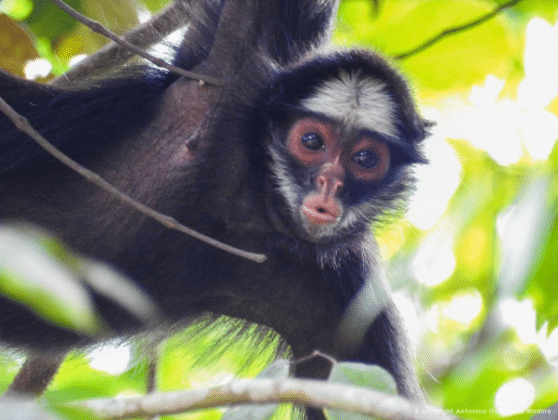 Dia da Amazônia: confira lindas imagens da fauna amazônica - Biofaces