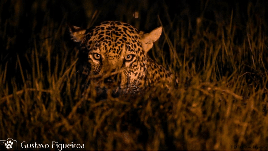 Aprenda a fotografar animais de hábitos noturnos - Biofaces