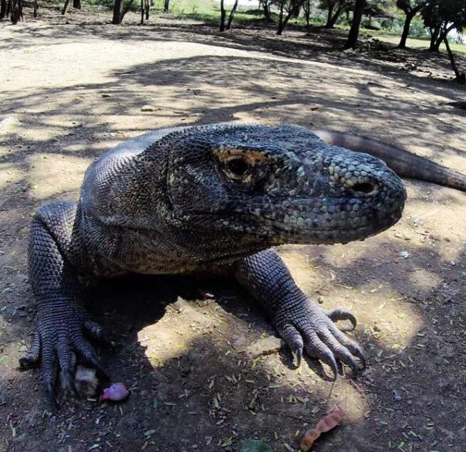 Animais fantásticos e onde habitam: Dragão-de-komodo - Biofaces