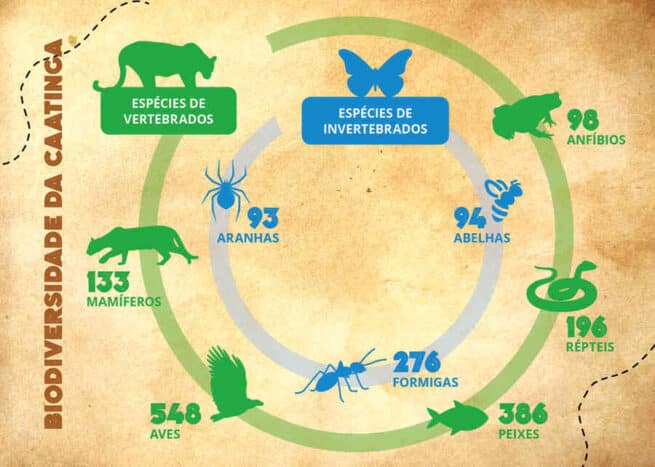 Conheça a diversidade de espécies e onde avistá-las na Caatinga