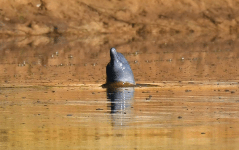 Conheça mais o boto cor de rosa, um golfinho de água doce